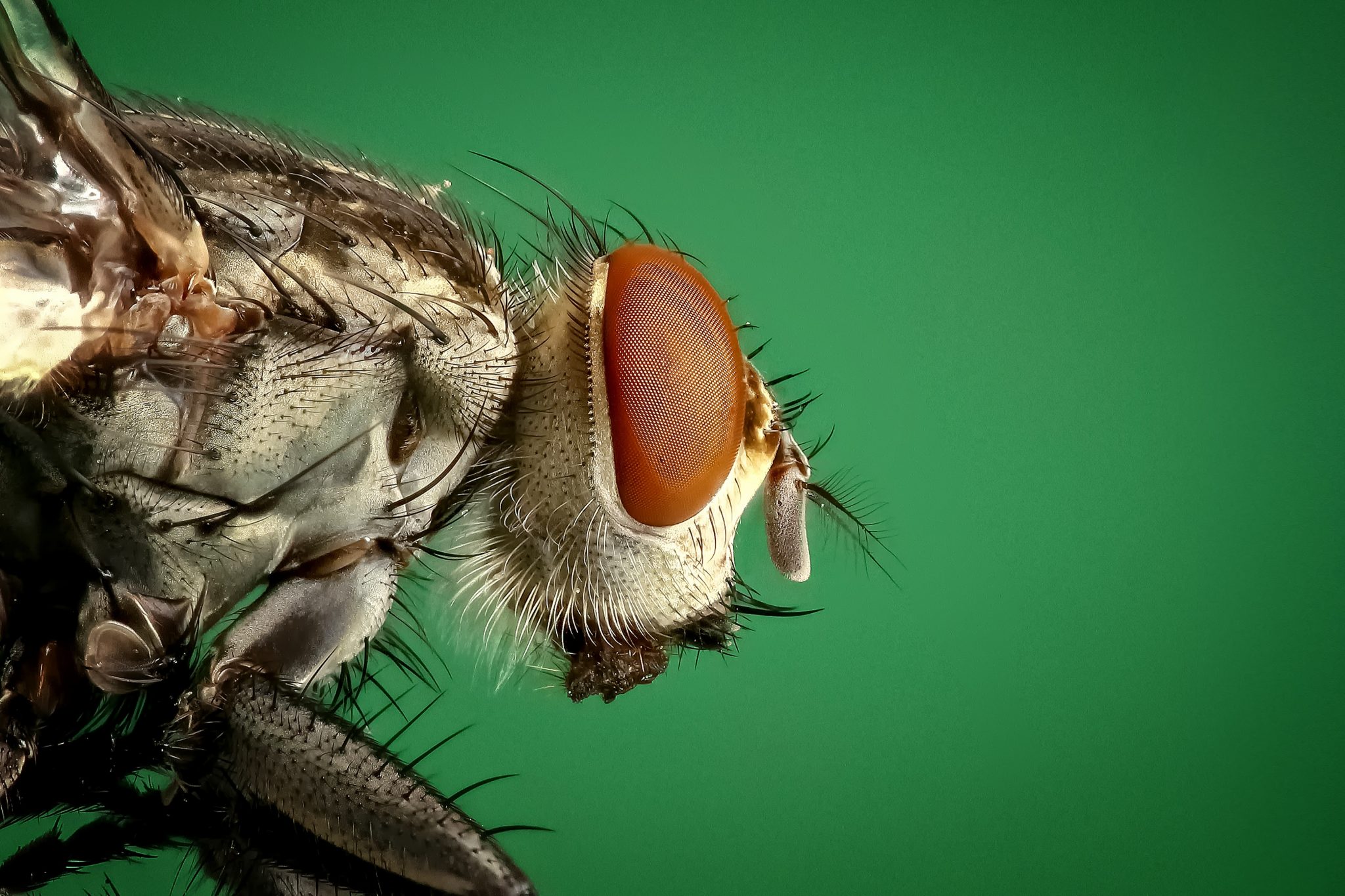 Tips & Tricks: How to overcome fear of insects - Our Guides